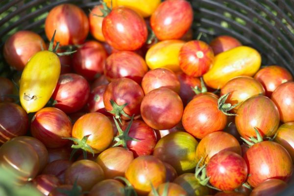 ᑕ ᑐ Balkontomaten anbauen & pflegen So geht's 100 %
